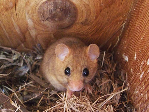 Hasselmus i holk Foto: Mats Thorin